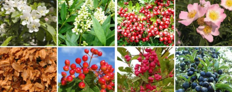 Buy Mixed Native Hedging Plants | English & British Hedges | Hopes ...