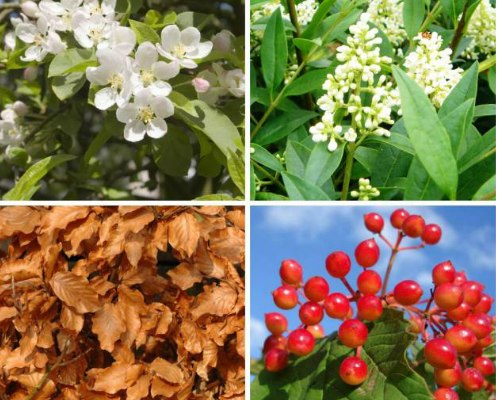 Privacy Native Hedgerow Mix - Mixed Native Hedging Plants | Hopes grove ...