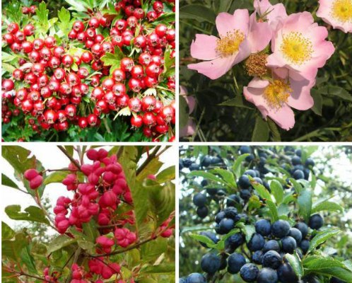 Privacy Native Hedgerow Mix - Mixed Native Hedging Plants | Hopes grove ...