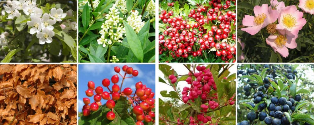Buy Mixed Native Hedging Plants | English & British Hedges | Hopes ...