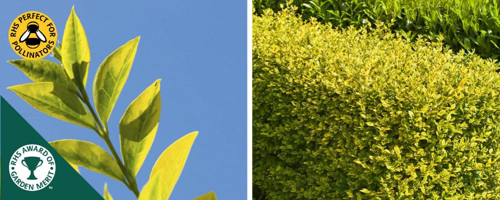 Buy Privet Hedges | Privet Hedging Plants | Ligustrum Hedge | Hopes Grove