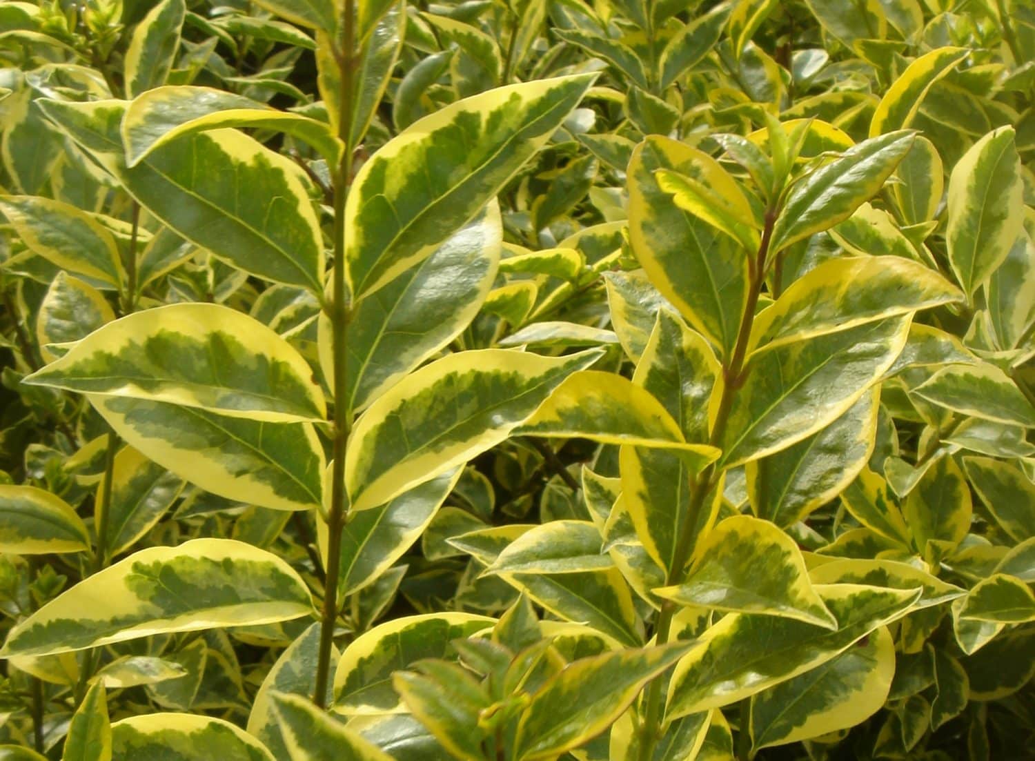 Buy Golden Privet Hedging | Golden Privet Hedge Plants | Ligustrum ...