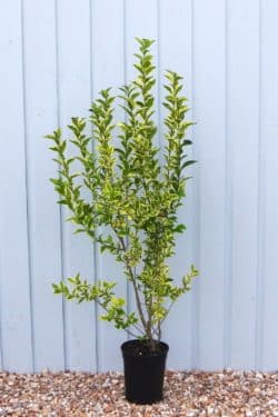 Buy Golden Privet Hedging | Golden Privet Hedge Plants | Ligustrum ...