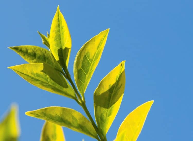 Buy Golden Privet Hedging | Golden Privet Hedge Plants | Ligustrum ...