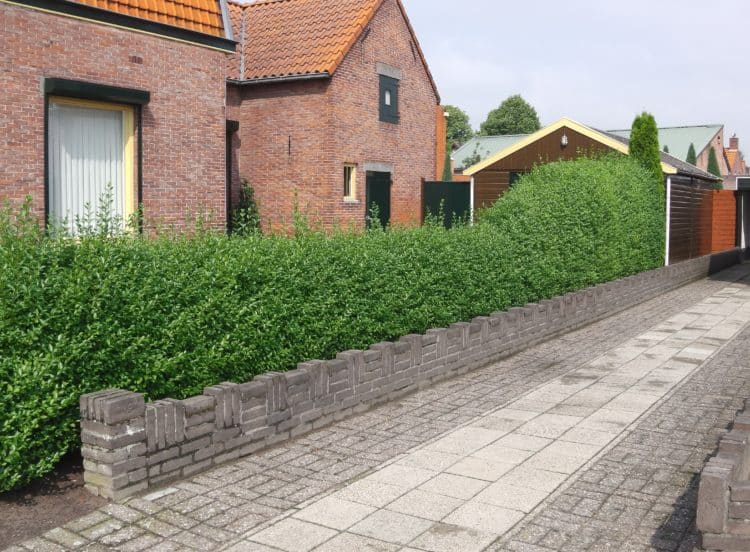 Buy Ligustrum Ovalifolium Hedging | Common Privet Hedge | Green Privet ...