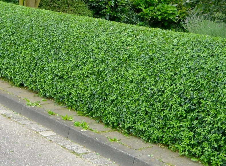 Buy Privet Hedges | Privet Hedging Plants | Ligustrum Hedge | Hopes Grove