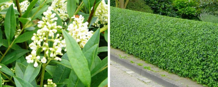 Buy Privet Hedges | Privet Hedging Plants | Ligustrum Hedge | Hopes Grove