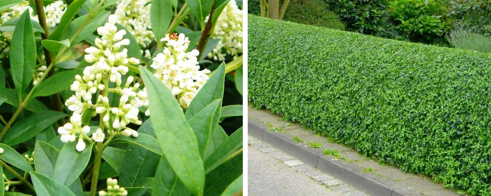 Buy Privet Hedges | Privet Hedging Plants | Ligustrum Hedge | Hopes Grove