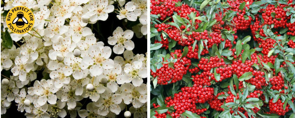 Buy Pyracantha Hedging 'Firethorn' | Pyracantha for sale | Hopes Grove ...