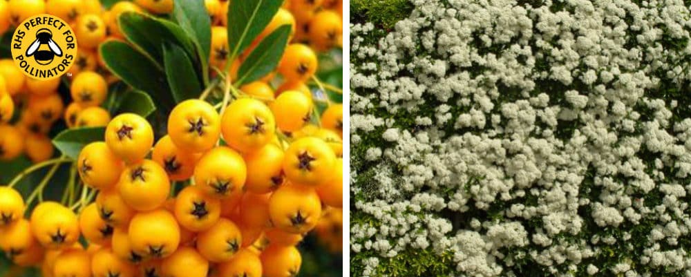 Security Hedging Plants - Thorny Hedges Deter Intruders - Prickly Hedges