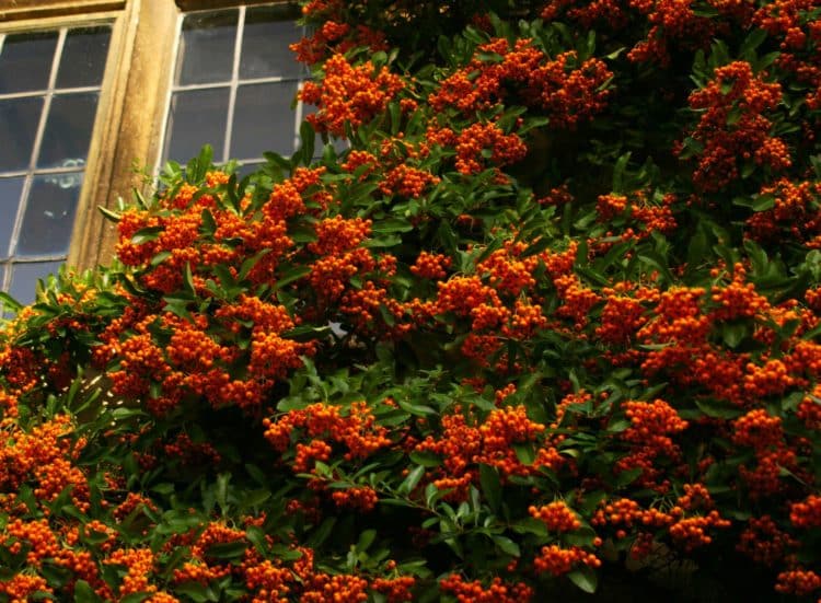 Pyracantha Hedging Plants - Firethorn Hedge Plants - Pyracantha Shrubs