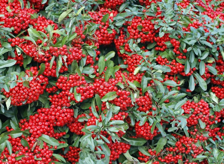 Pyracantha Hedging Plants - Firethorn Hedge Plants - Pyracantha Shrubs