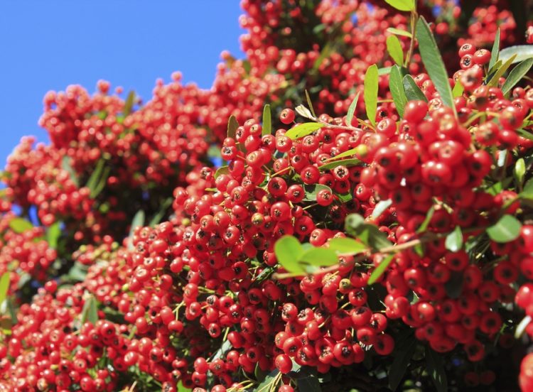Pyracantha Red Hedging (Pyracantha Coccinea Red Column)