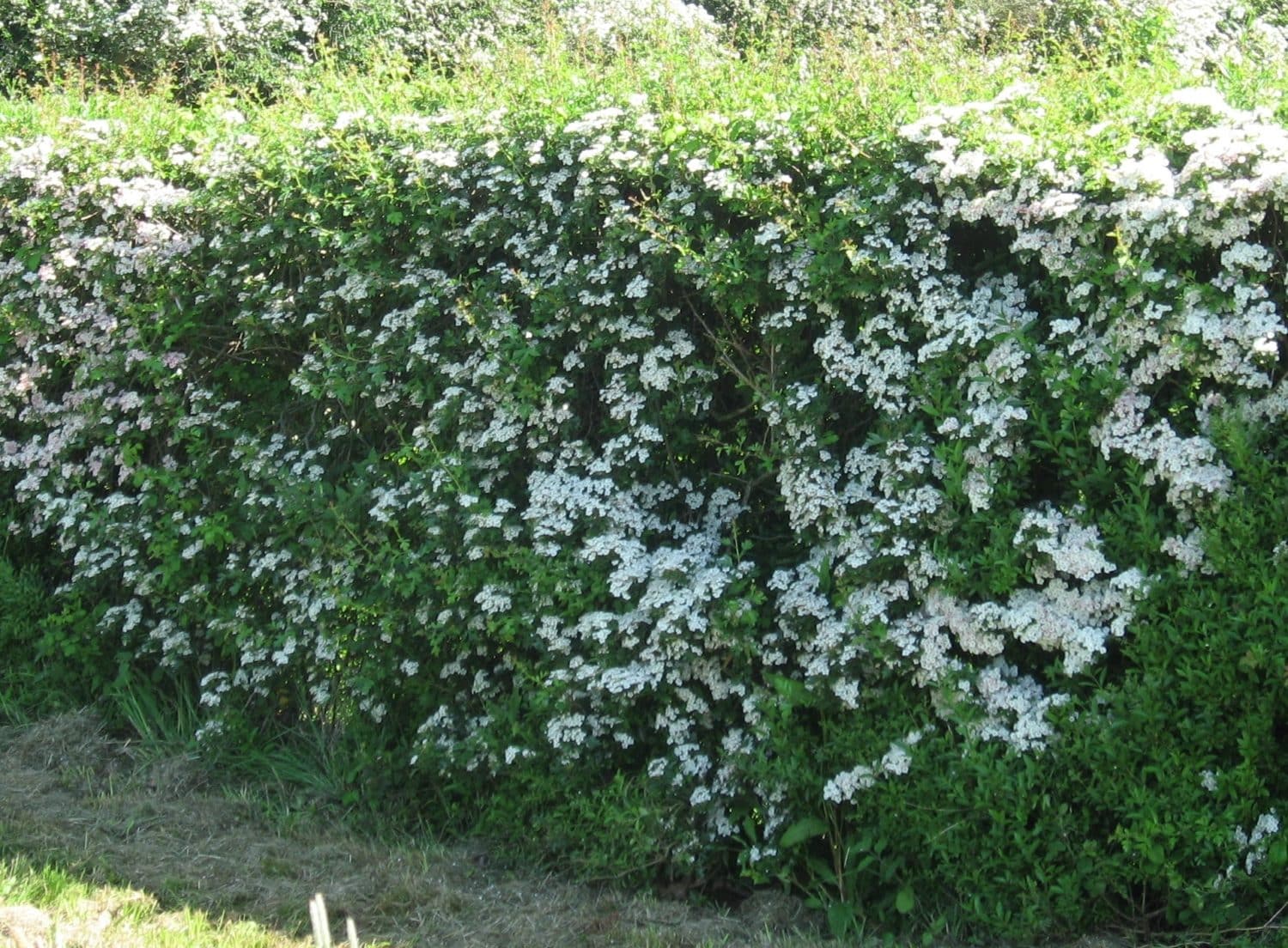Buy Hawthorn Hedging & Quickthorn Hedge Plants | Hopes Grove