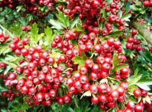 Edible Mixed Native Hedging Plants - Mixed Native Hedging Plants