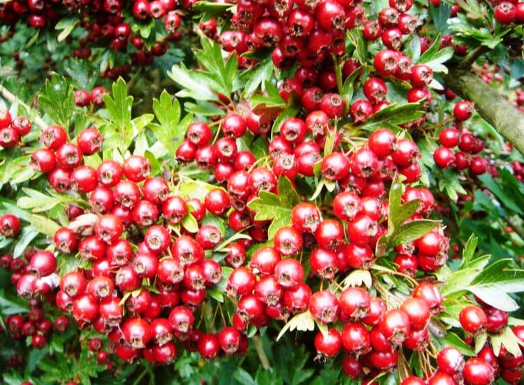 Buy Hawthorn Hedging & Quickthorn Hedge Plants | Hopes Grove