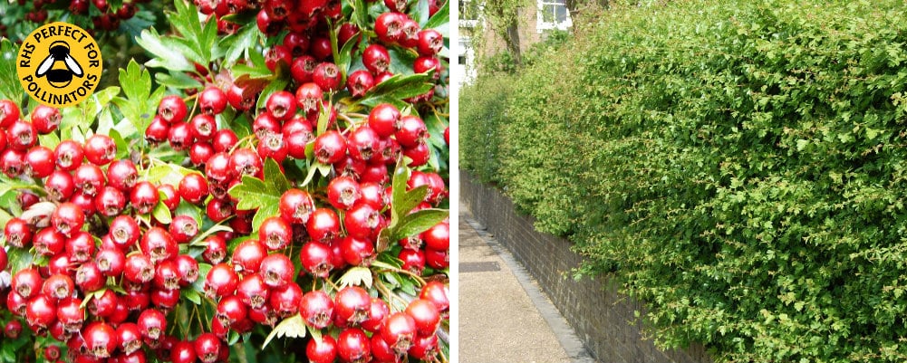 Security Hedging Plants - Thorny Hedges Deter Intruders - Prickly Hedges
