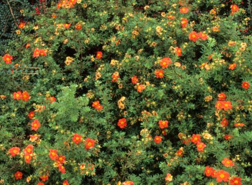 Potentilla Red Flowers Hedging Plants (Potentilla Red Ace)