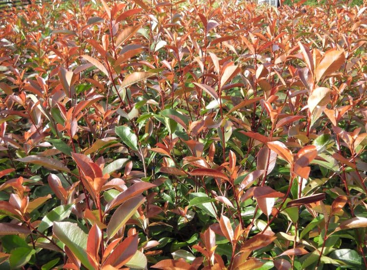 Buy Photinia Red Robin Hedges | Photinia Fraseri Red Robin | Hopes ...