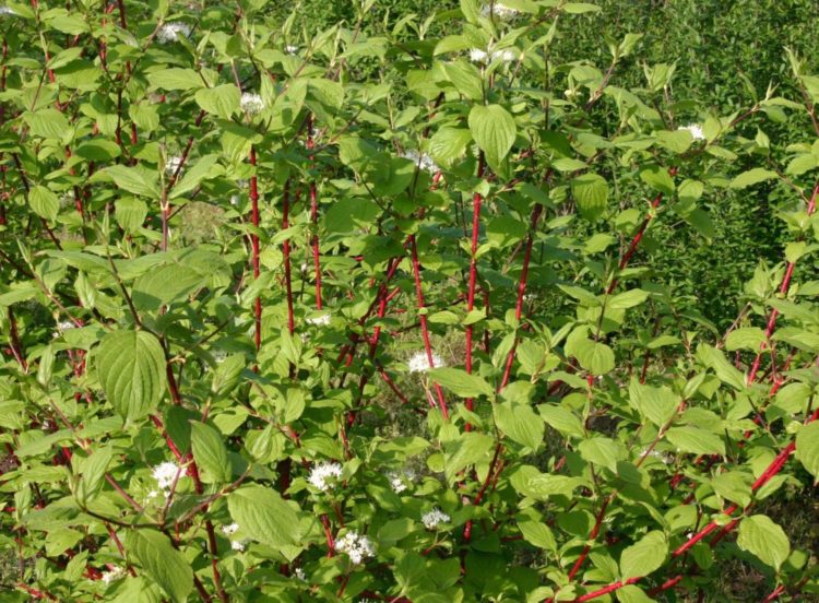 Dogwood Red Stemmed Hedging Plants (Cornus Alba Sibirica)