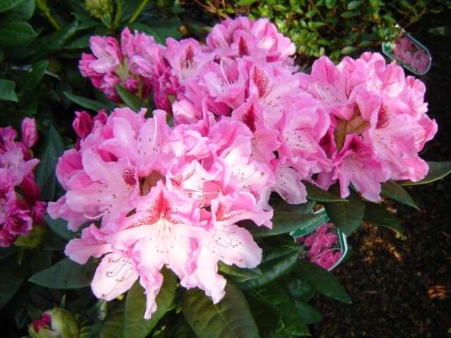 Buy Rhododendron Hedge Plants | Hybrid Rhododendron Hedging | Hopes ...