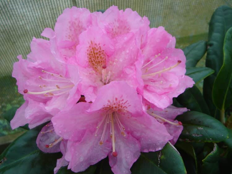Buy Rhododendron Hedge Plants | Hybrid Rhododendron Hedging | Hopes ...