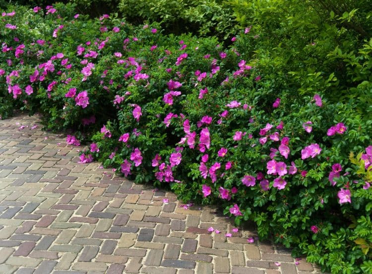 Rose Rugosa Red Hedging Plants