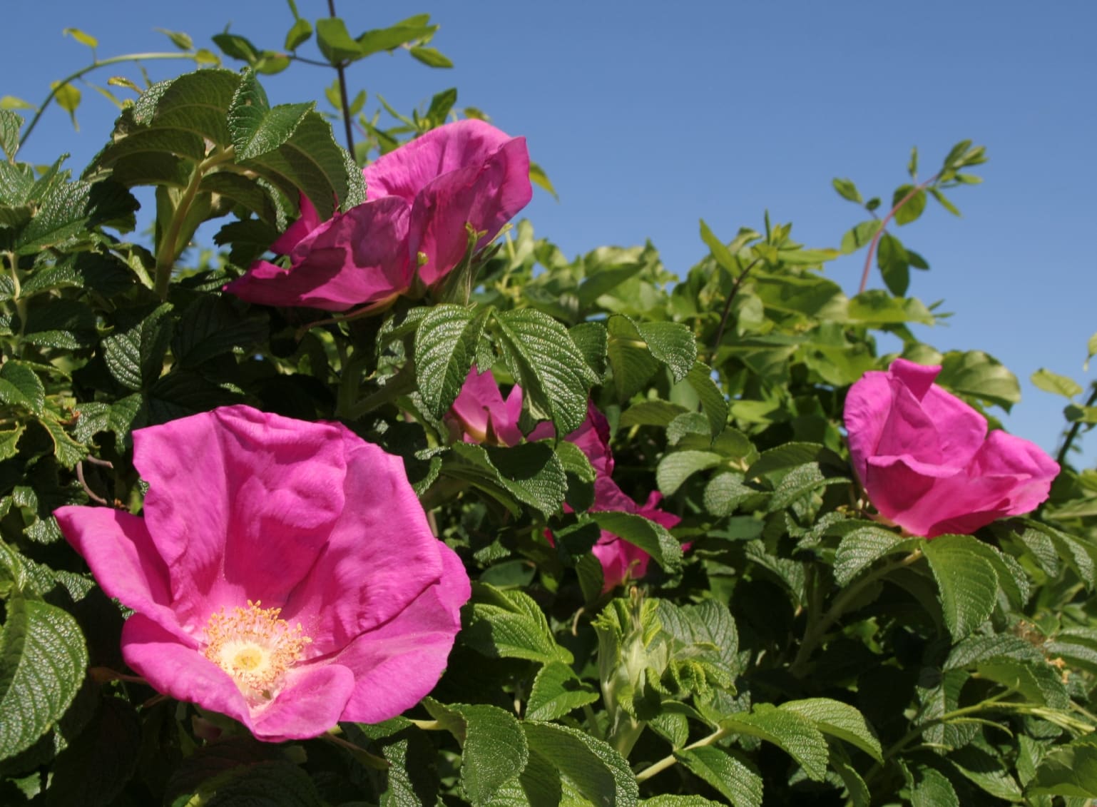 Buy Japanese Roses or Rosa Rugosa Rubra (Pink) | Saltspray Rose - Hopes ...