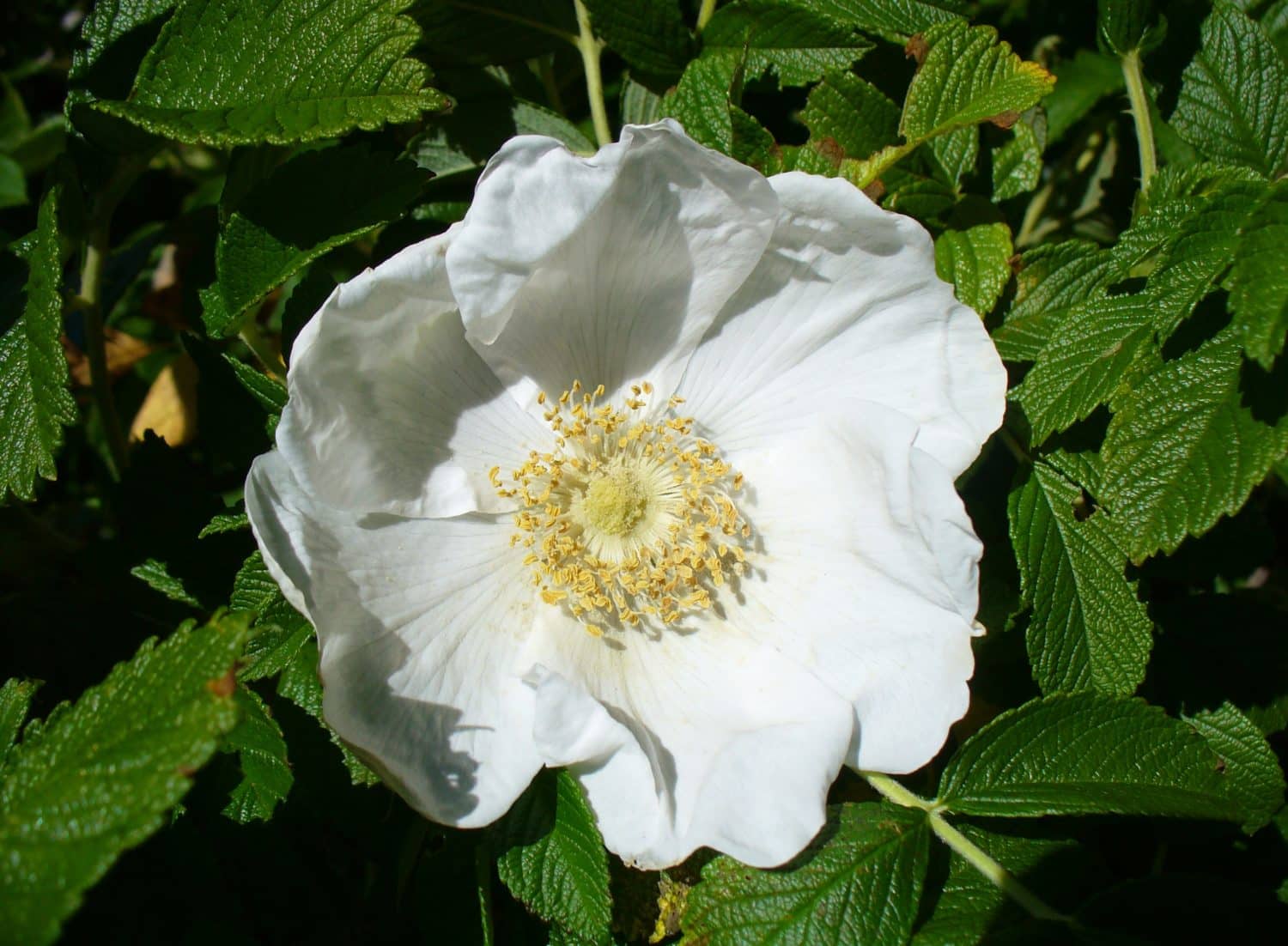 Buy Rosa Rugosa Alba Hedges | Hedging Plants by Hopes Grove Nurseries