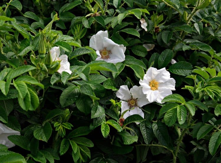 Rose Rugosa White Hedging Plants