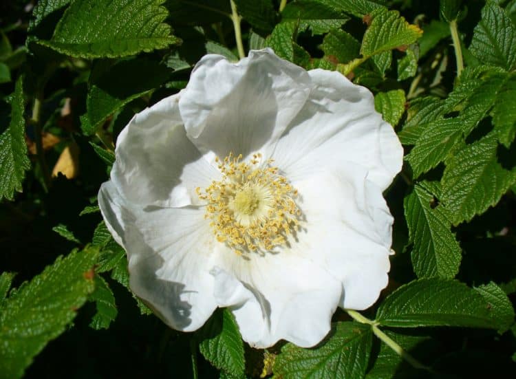 Buy Rosa Rugosa Alba Hedges | Hedging Plants by Hopes Grove Nurseries