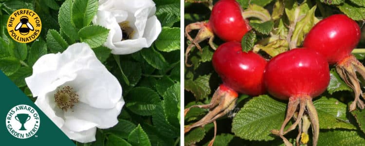 Buy Rose Hedging | View our Varieties of Rose Plants | Hopes Grove ...