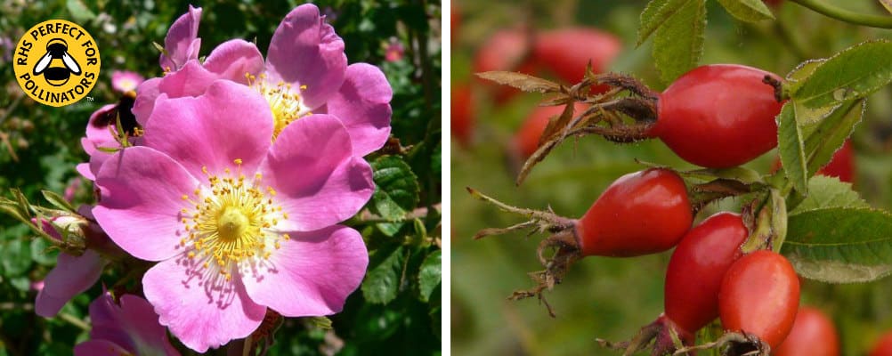 Buy Rose Hedging | View our Varieties of Rose Plants | Hopes Grove ...