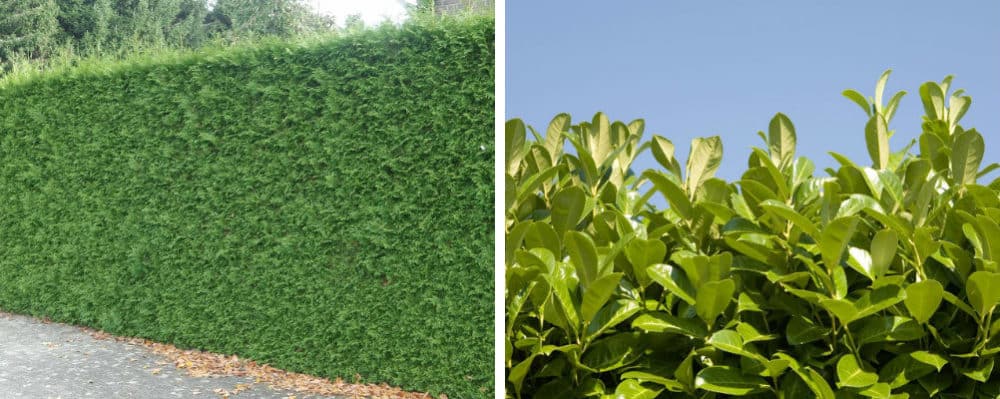 Choosing The Right Hedge - Hedging Advice - Choose Hedges Correctly