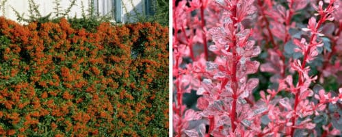 Choosing The Right Hedge - Hedging Advice - Choose Hedges Correctly