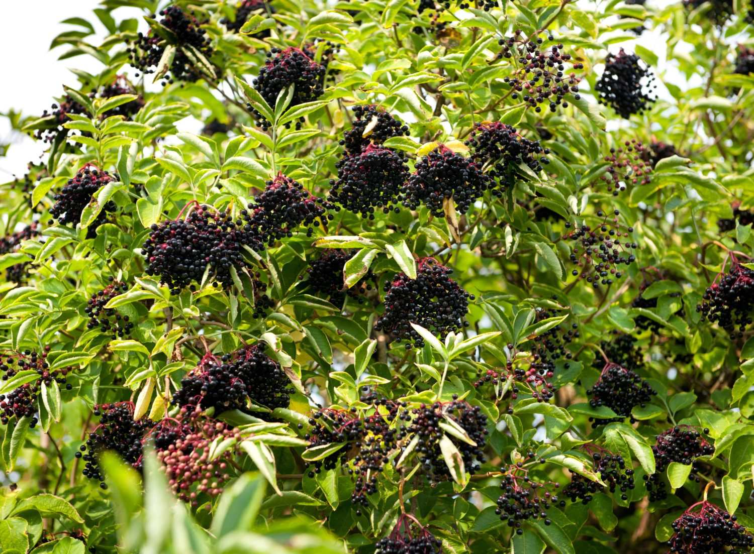 Edible Mixed Native Hedging Plants - Mixed Native Hedging Plants