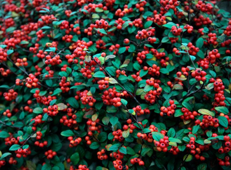 Cotoneaster Simonsii Hedging Plants