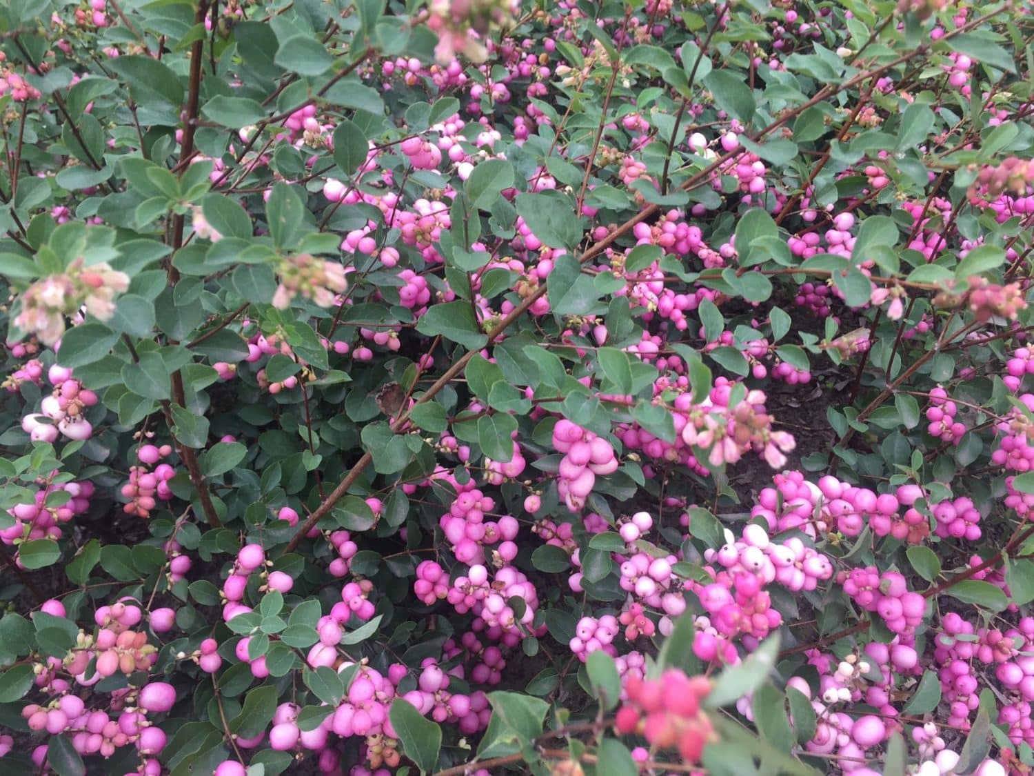 Buy Snowberry 'Symphoricarpos' Hedging Plants | View our Varieties ...