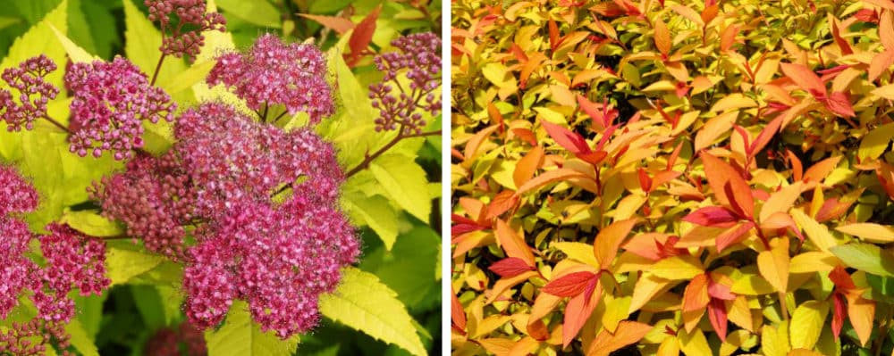 Buy Potted Hedge Plants | Potted Hedges | Hopes Grove Nurseries