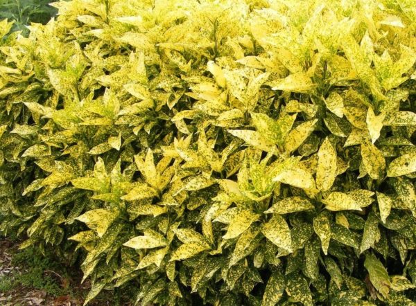 Buy Spotted Laurel Hedge Plants | Japanese Laurel Hedging | Aucuba ...