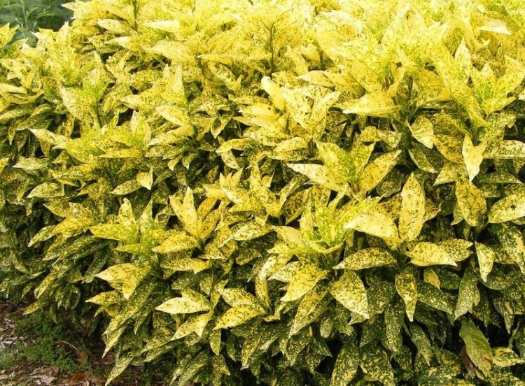 Laurel Hedging | Buy Laurel Hedge Plants Online | Hopes Grove Nurseries