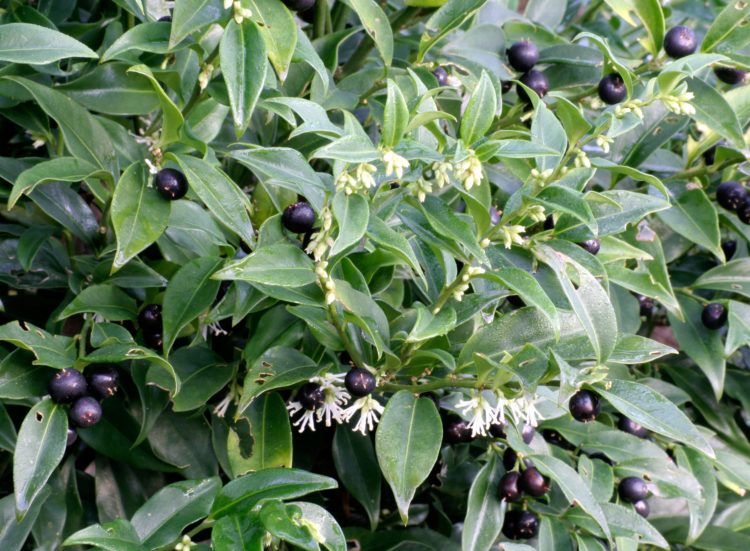 Buy Sarcococca Confusa - Christmas Box Plant or Sweet Box Hedging