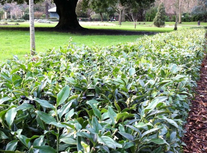 Buy Sarcococca Confusa Sweet Box Hedging | Christmas Box Plant | Hopes ...
