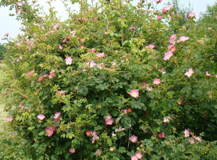 Buy Rosa Rubiginosa (Rose Sweet Briar) Hedges & Hedging Plants | Hopes ...