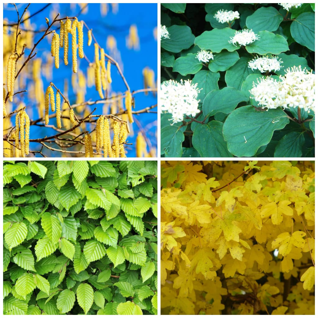 Buy Thornless Native Hedgerows - Mixed Native Hedging | Hopes Grove ...