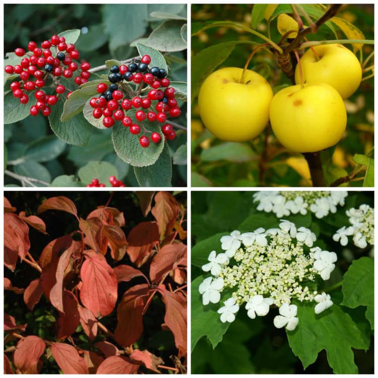Buy Thornless Native Hedgerows - Mixed Native Hedging | Hopes Grove ...