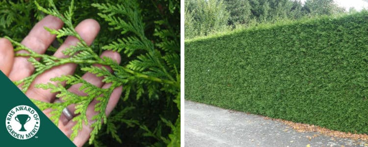 Thuja Hedge Plants For Sale | Western Red Cedar Hedging