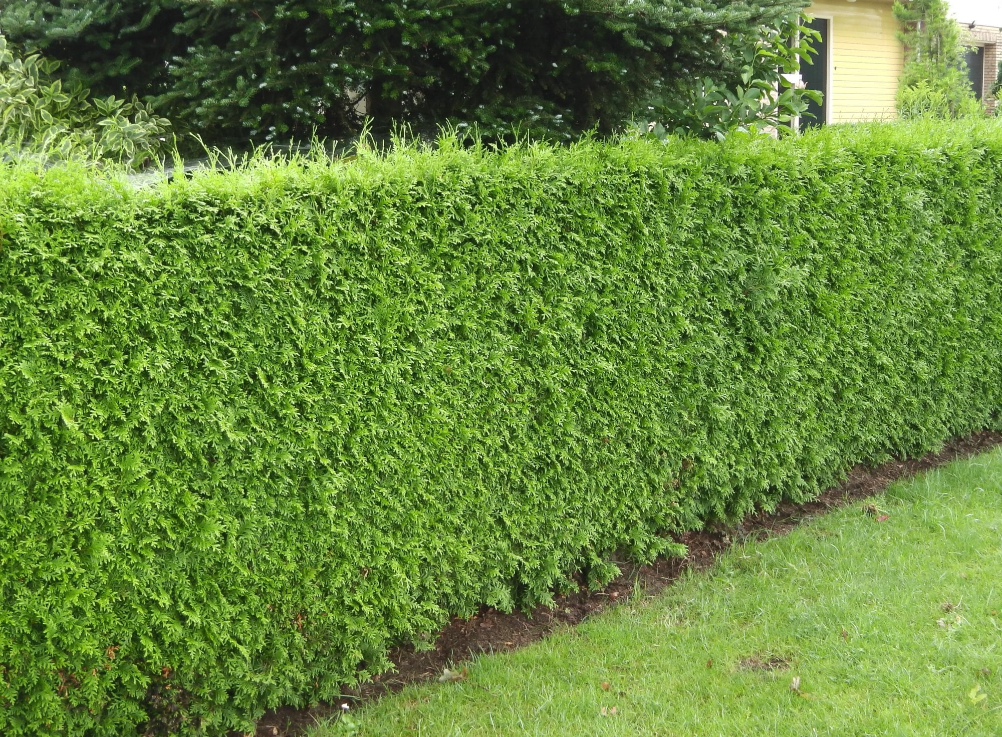Buy Thuja Plicata Atrovirens Hedge Plants | Thuja Atrovirens Hedging