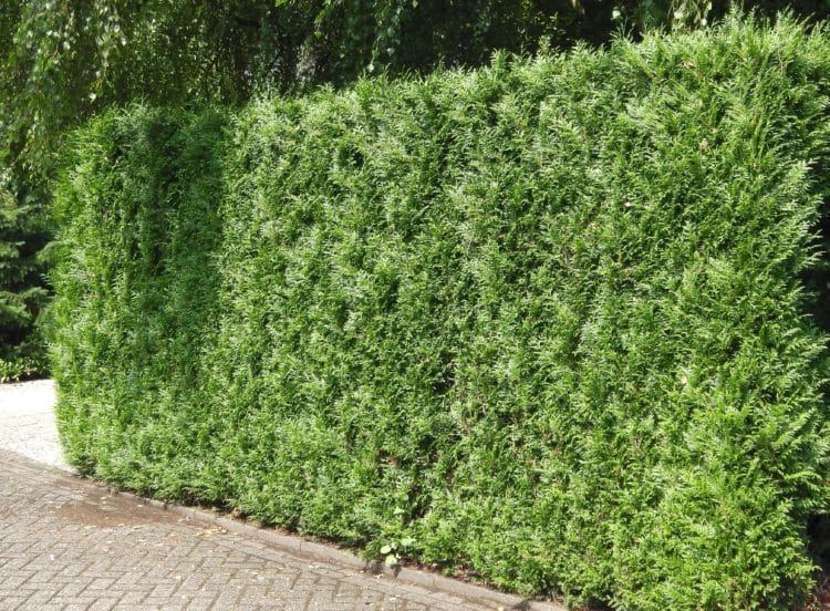 Buy Thuja Plicata Atrovirens Hedge Plants | Thuja Atrovirens Hedging