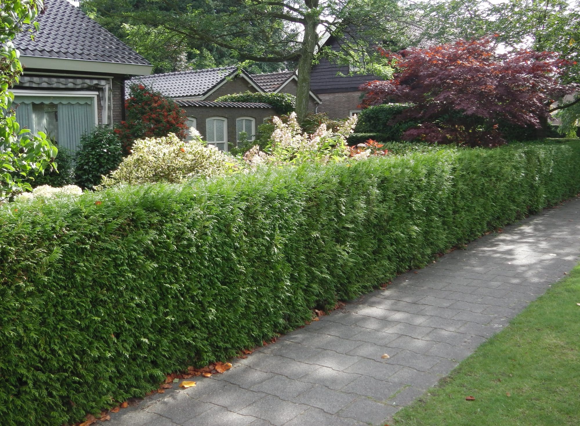 Buy Western Red Cedar Hedging | Thuja Hedge Plants | Arbor Vitae Hedges